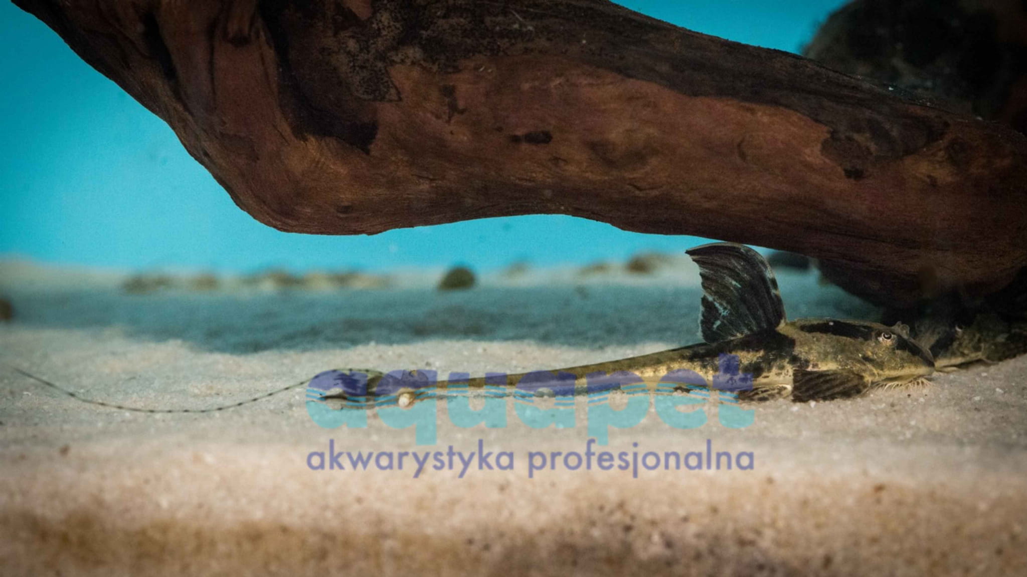 Loricaria sp. rio Atabapo Twój akwarystyczny sklep internetowy