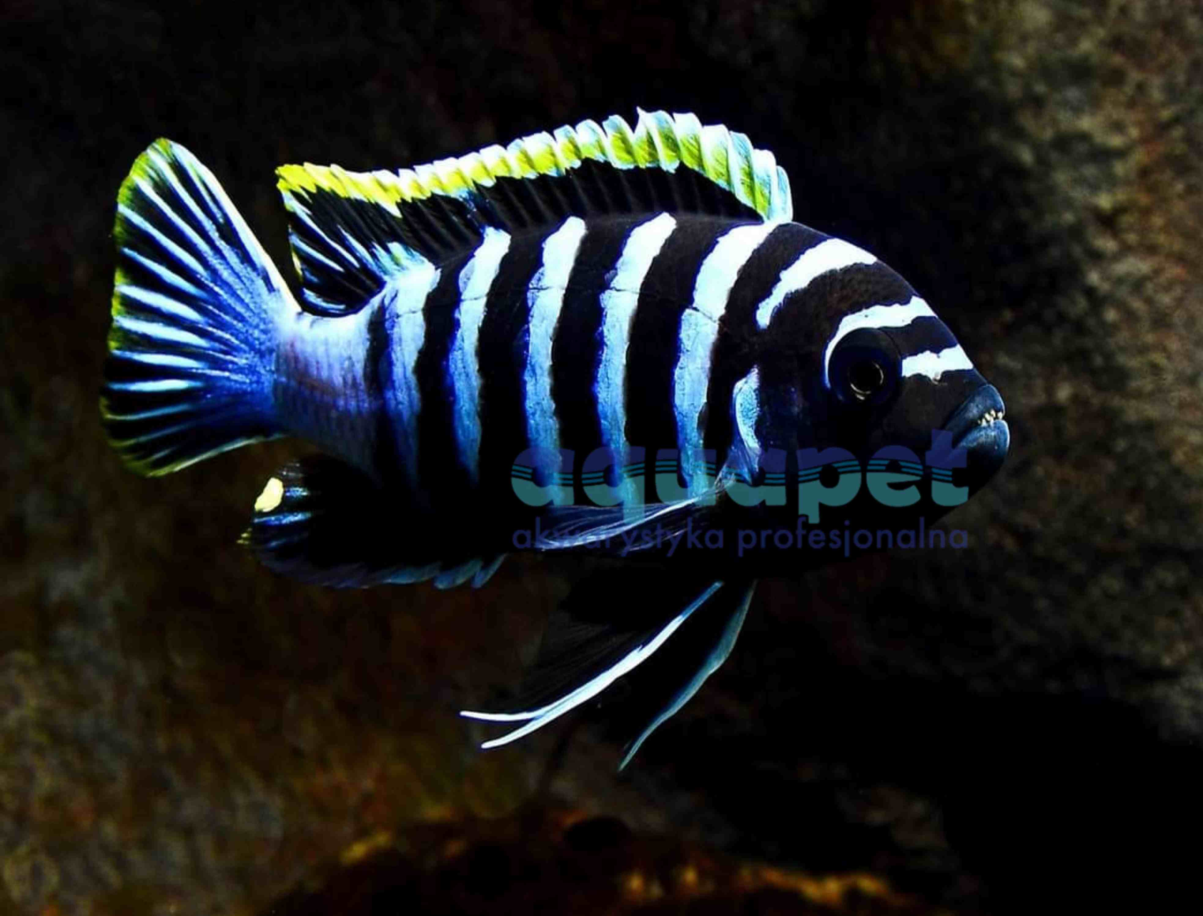Cynotilapia afra red top licoma 2-4 cm Twój akwarystyczny sklep internetowy
